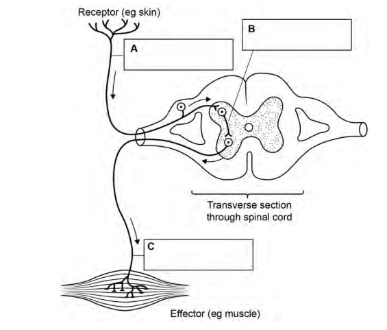 The Process Of Synaptic Transmission Psychology Hub Frontiers