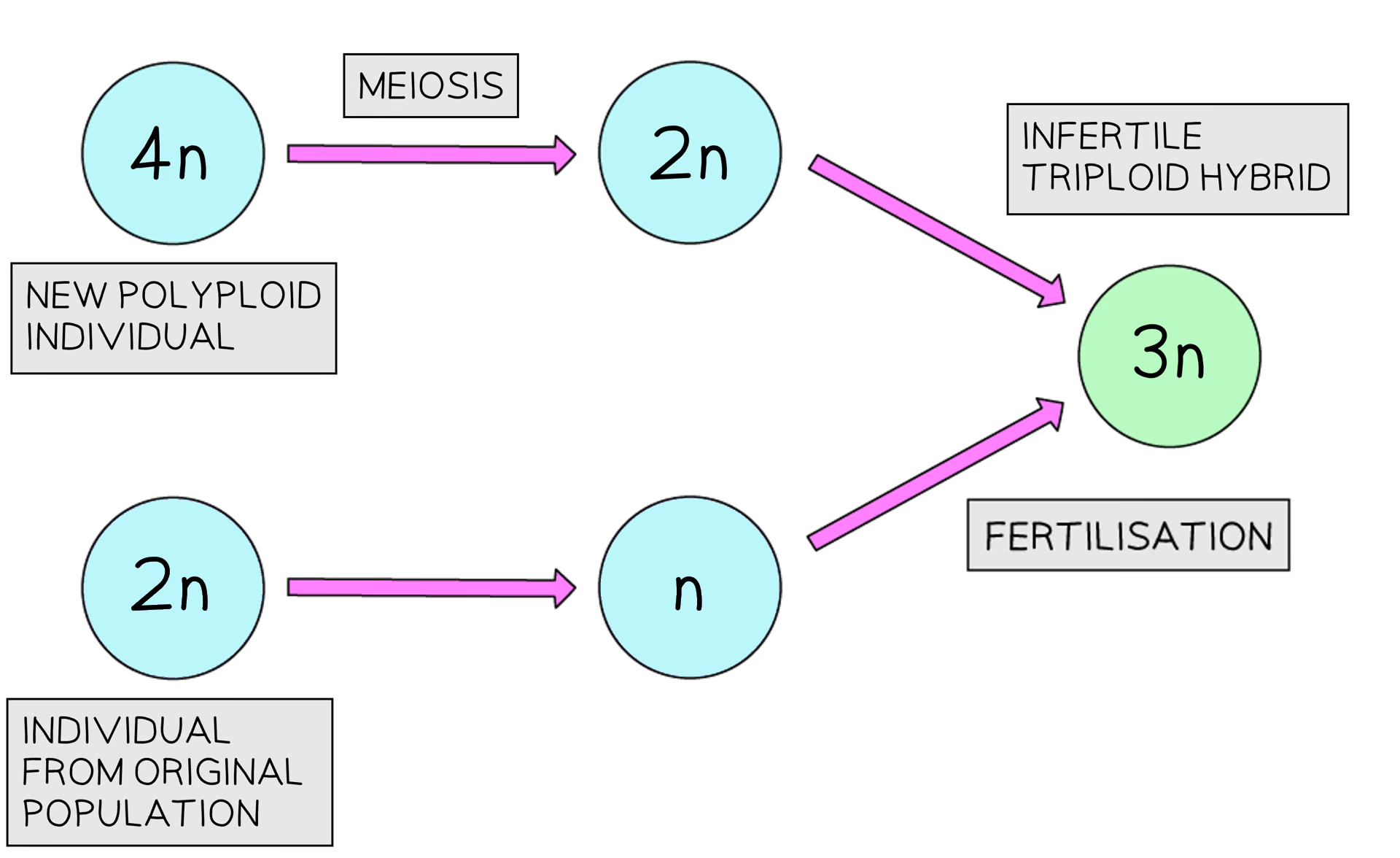 Polyploidy Difference Between Aneuploidy And Polyploidy | Definition