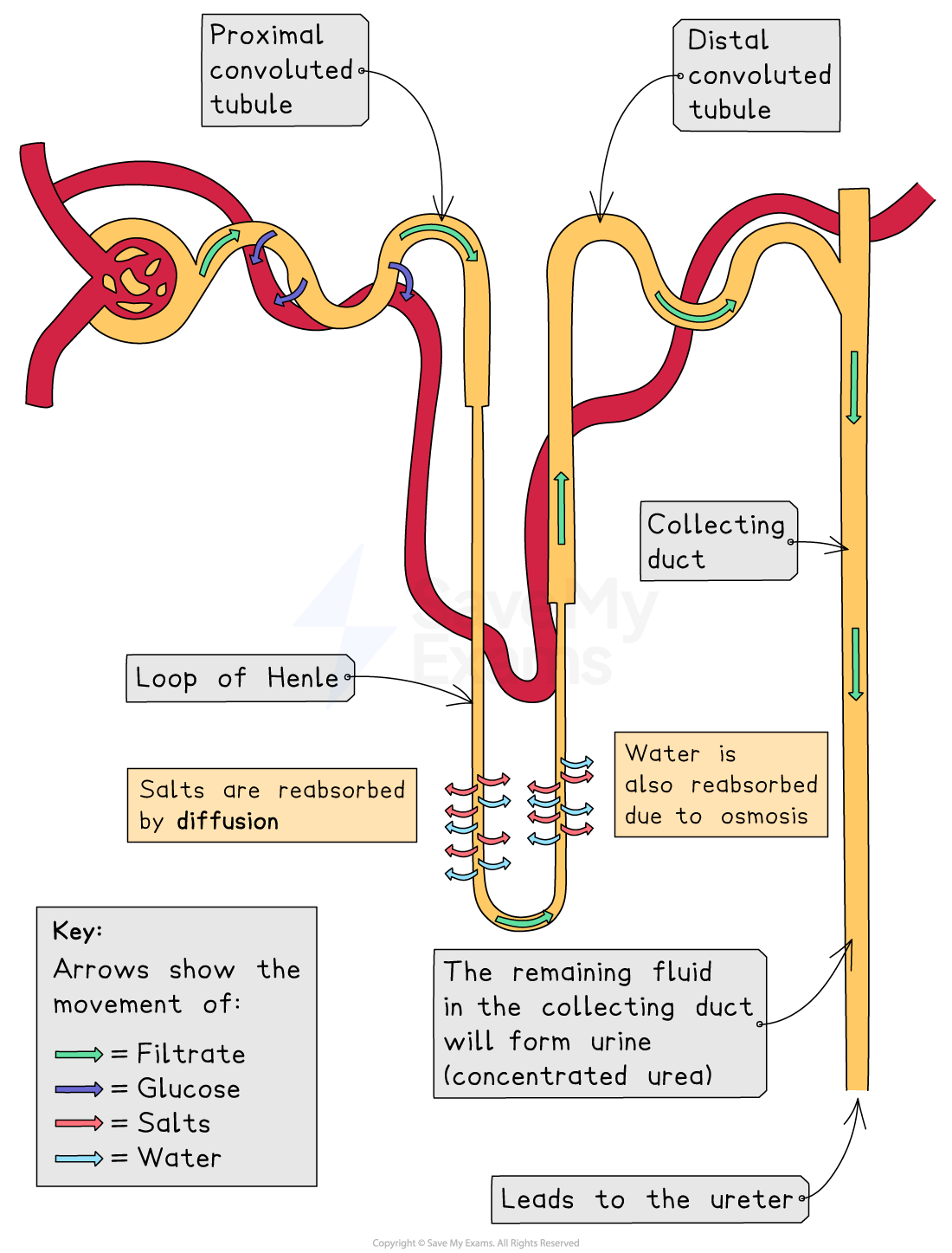 Igcse Biology 2i Excretion Humans EXCRETION IN HUMANS BIOLOGY IGCSE