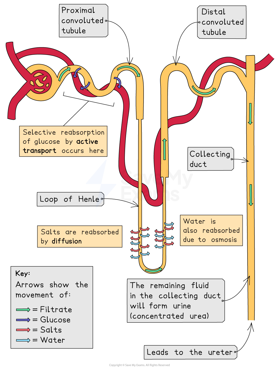 Andrew Biology Nephron Structure