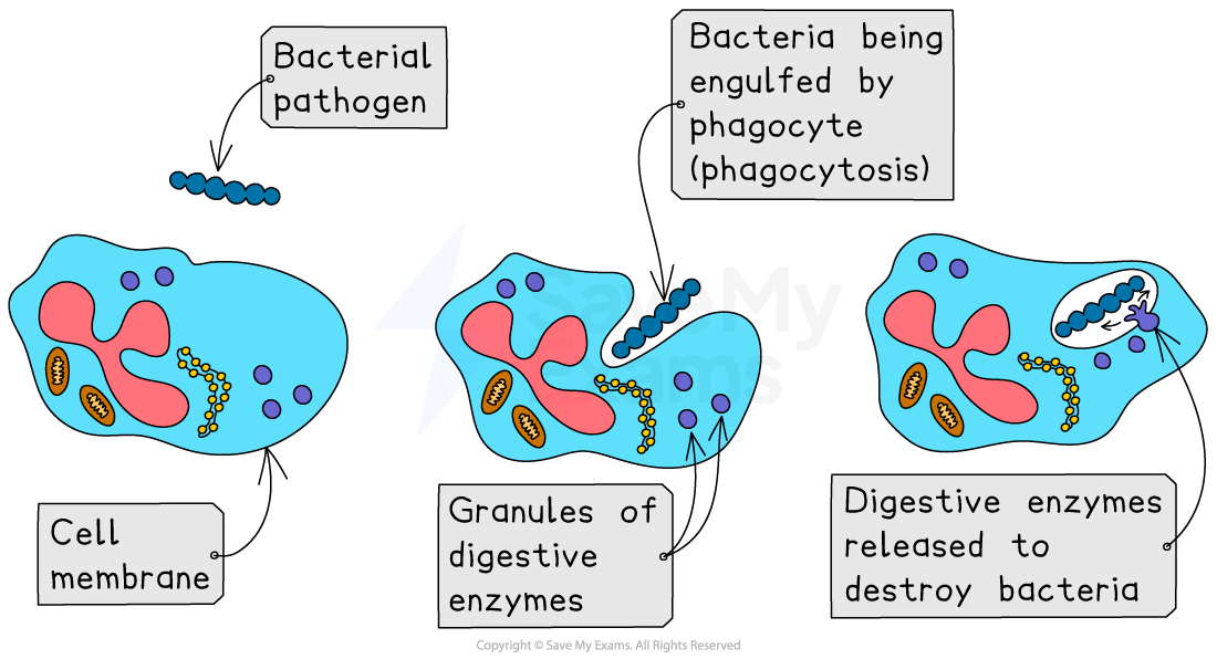 White Blood Cells Fighting Bacteria Immunocyte Markers Creative