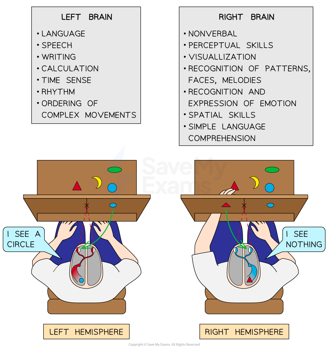 Sperry Split Brain Two Brains In One Head?: The Story Of The