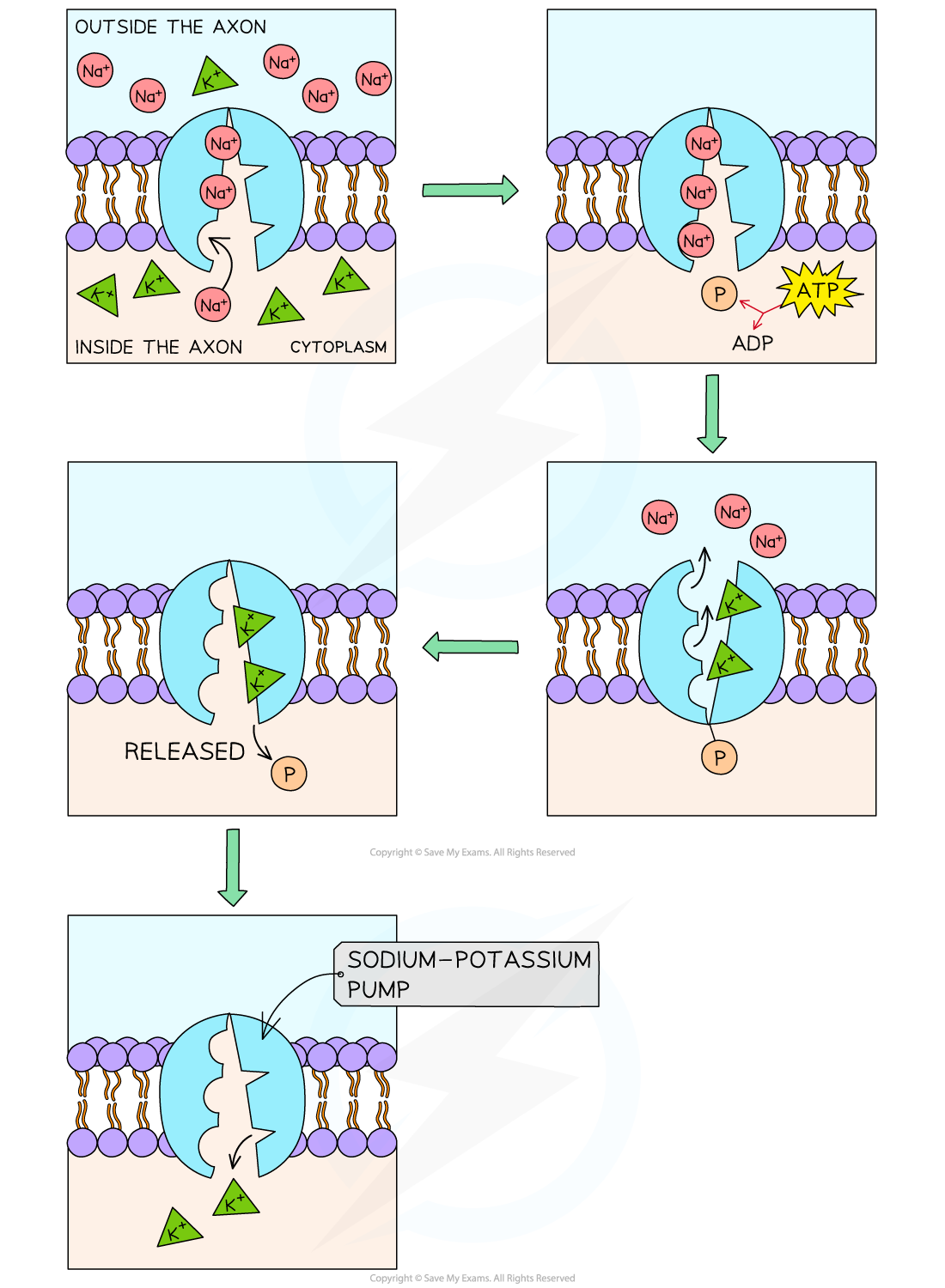 Ap Biology Review Passive And Active Transport