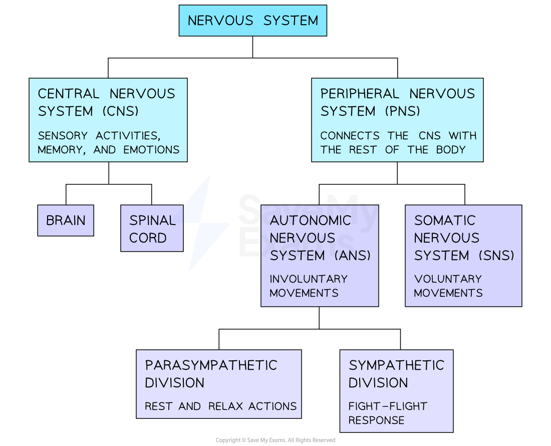 Peripheral Nervous System Facts Divisions Organization Summary
