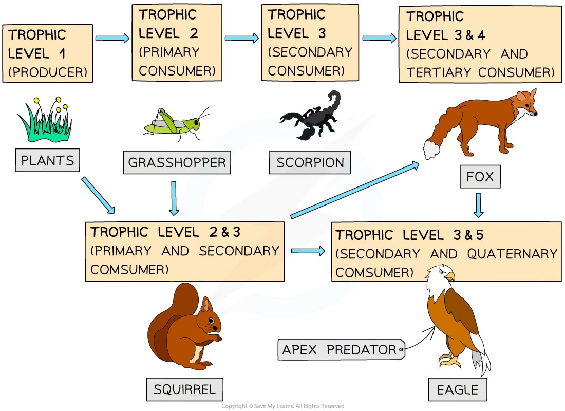 Deciduous Forest Food Chain
