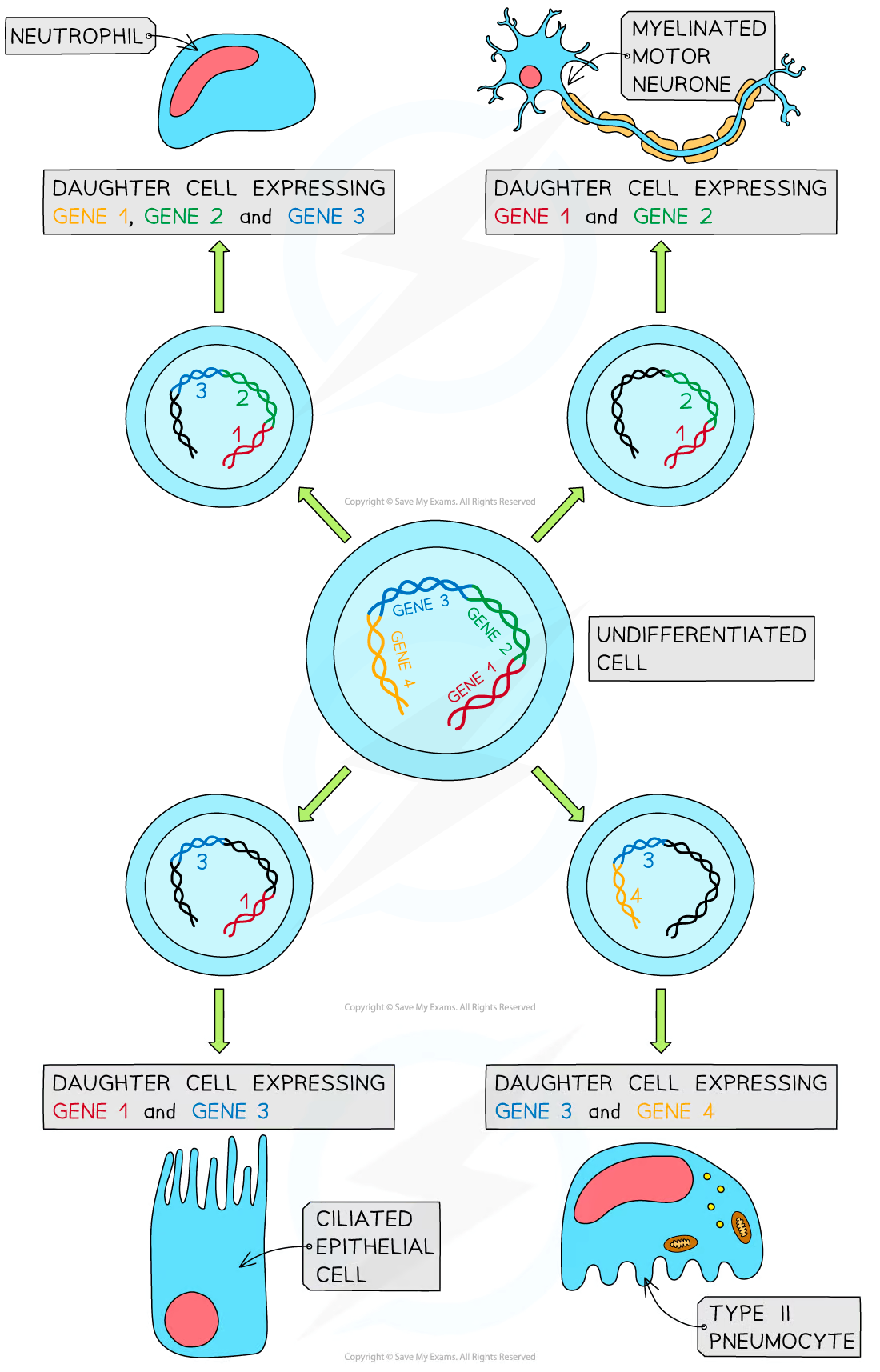 Cell Differentiation Gene Expression