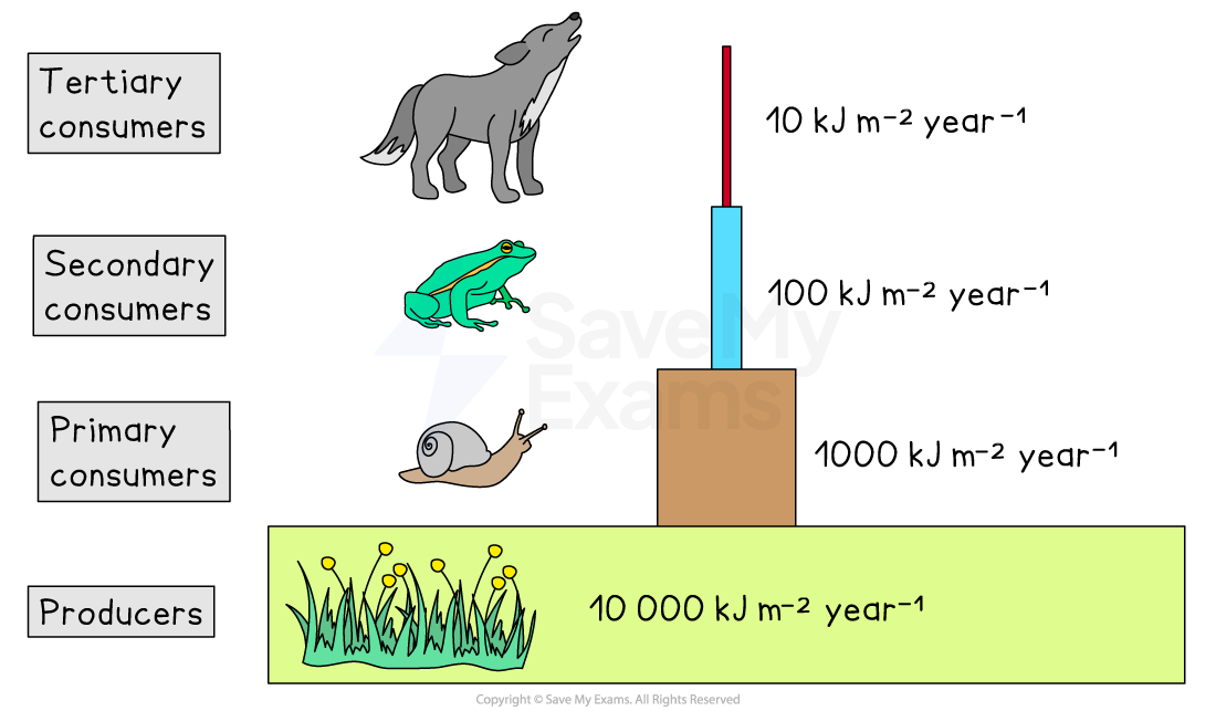 Energy Pyramid Diagram Showing Energy Transfer Among Trophic Levels