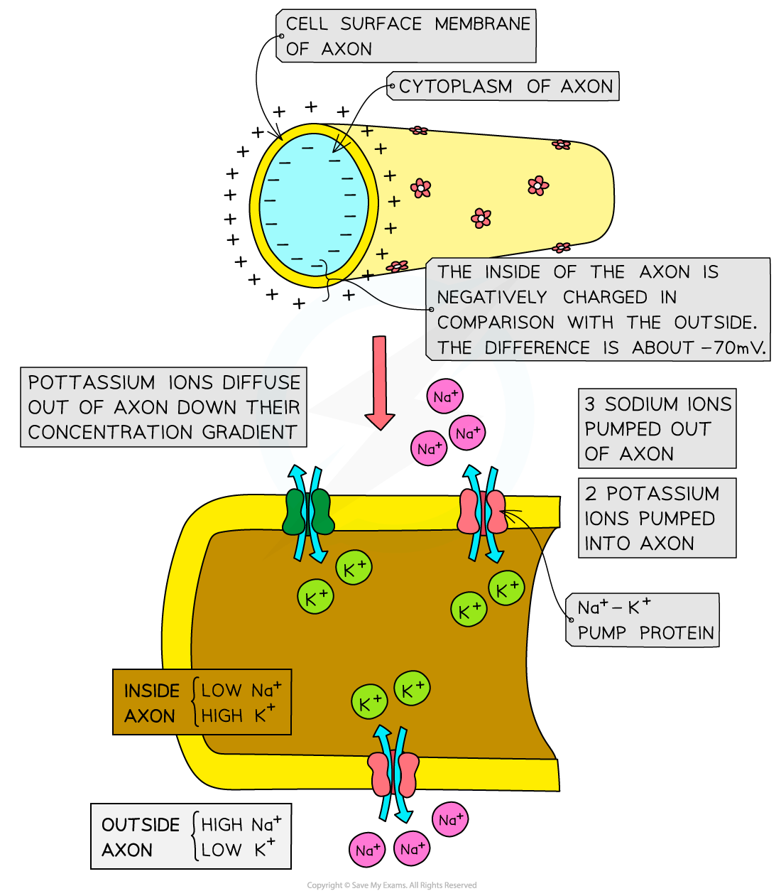 Resting Potential Action Potential Definition, Mechanism,