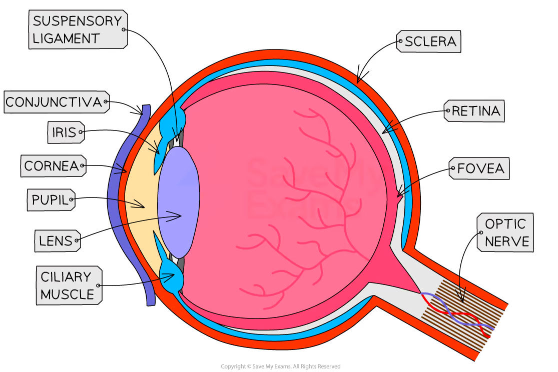 Human Eye Parts Diagram