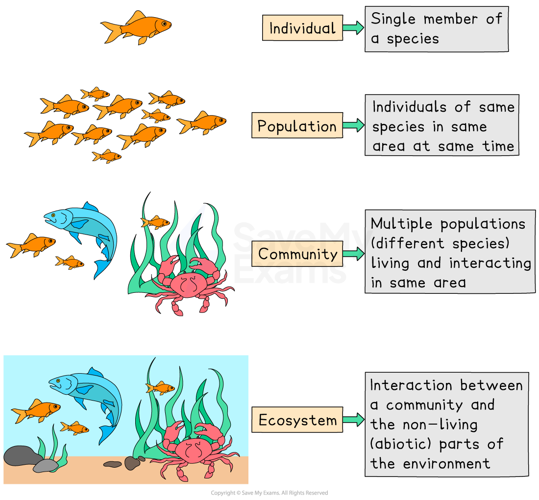 Interspecific Interactions Species Interactions Affect Dispersal: A