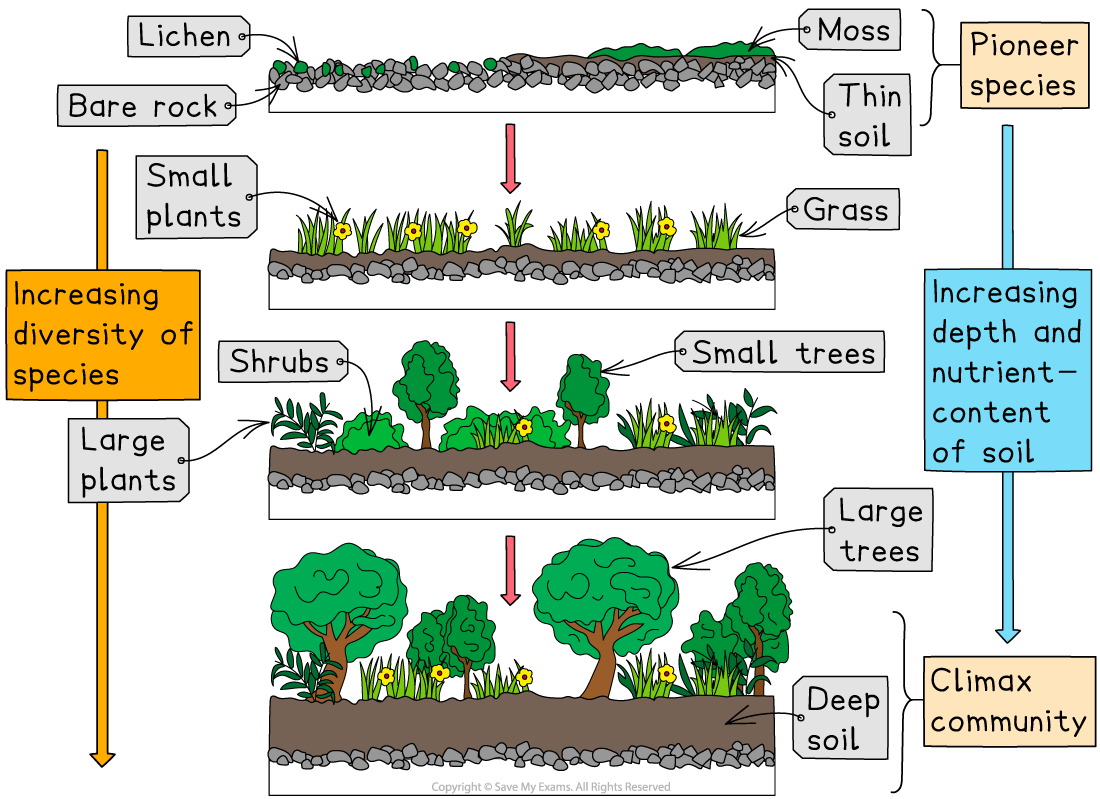 Ecological Succession Graph