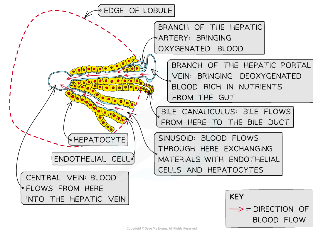 Liver Structure Bioninja