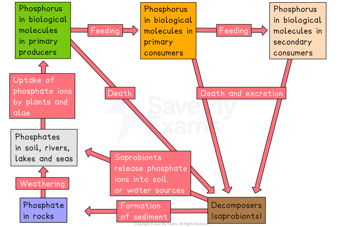 Phosphorus Cycle