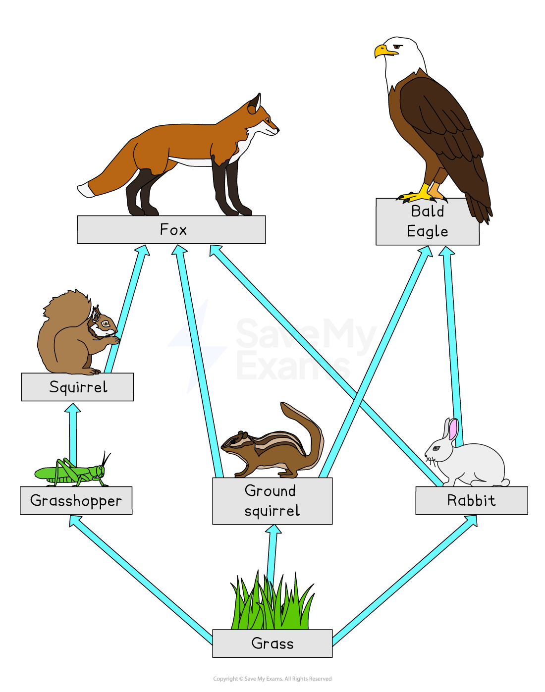 Coyote Food Chain Diagram