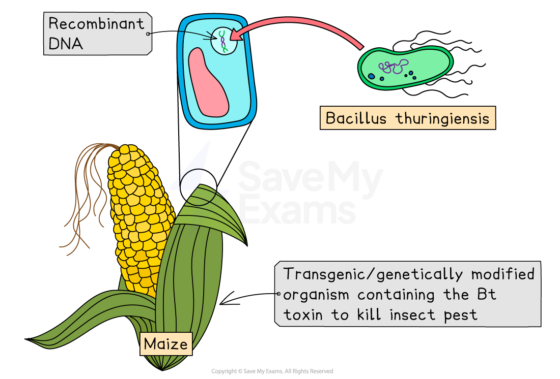 Bacillus Thuringiensis Diagram