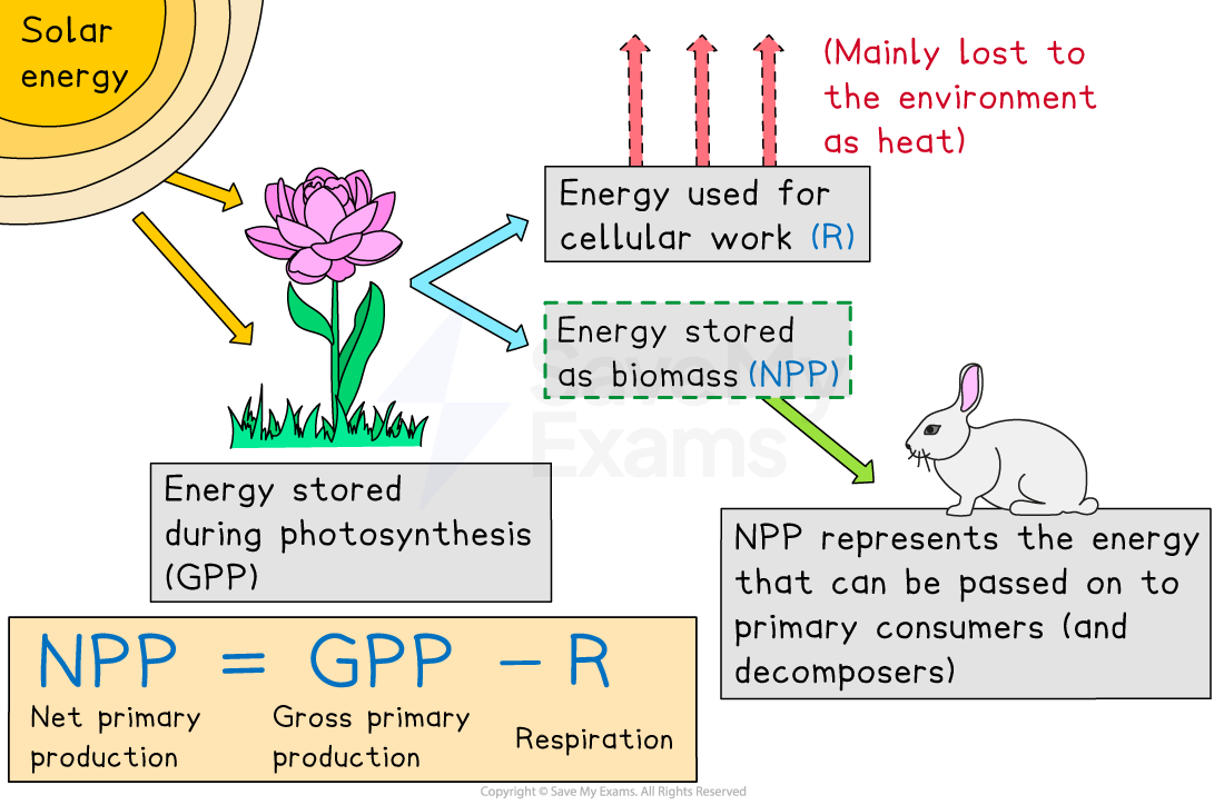 Primary Productivity Biology