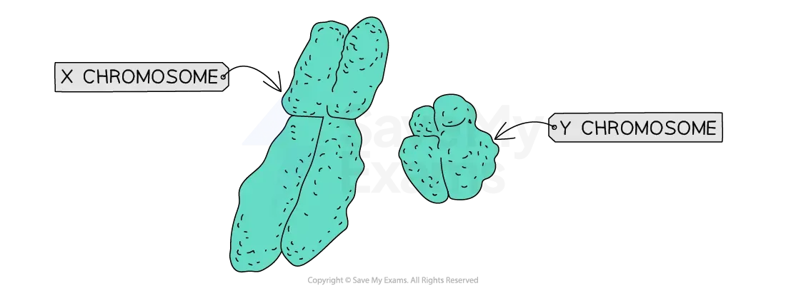 Researchers See New Importance In Y Chromosome The New