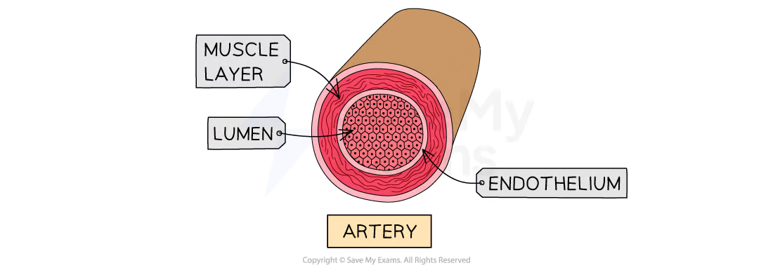 Biology Gcse Revision 265 Describe The Structure Of Arteries Veins