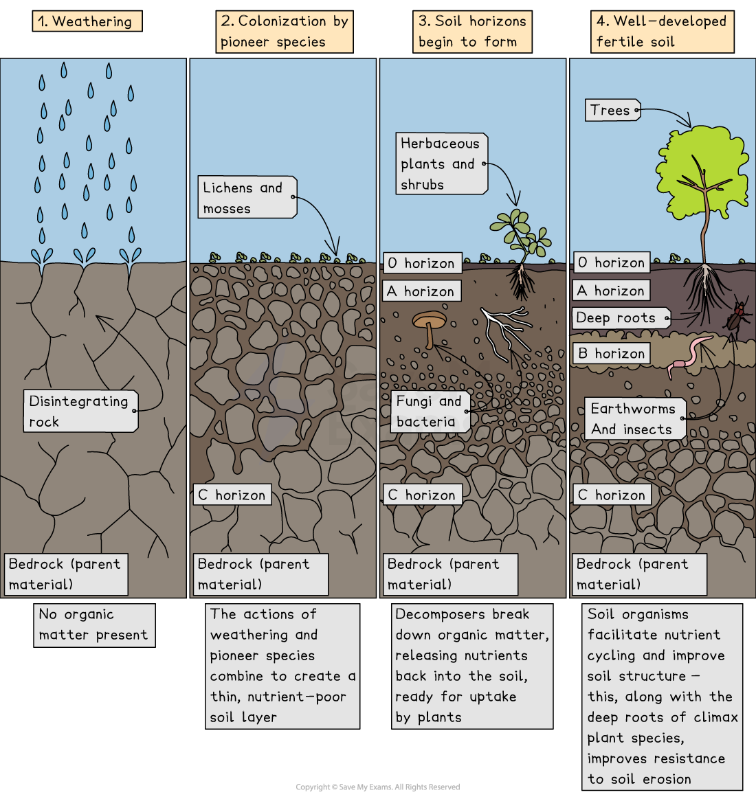 Soil Formation Steps