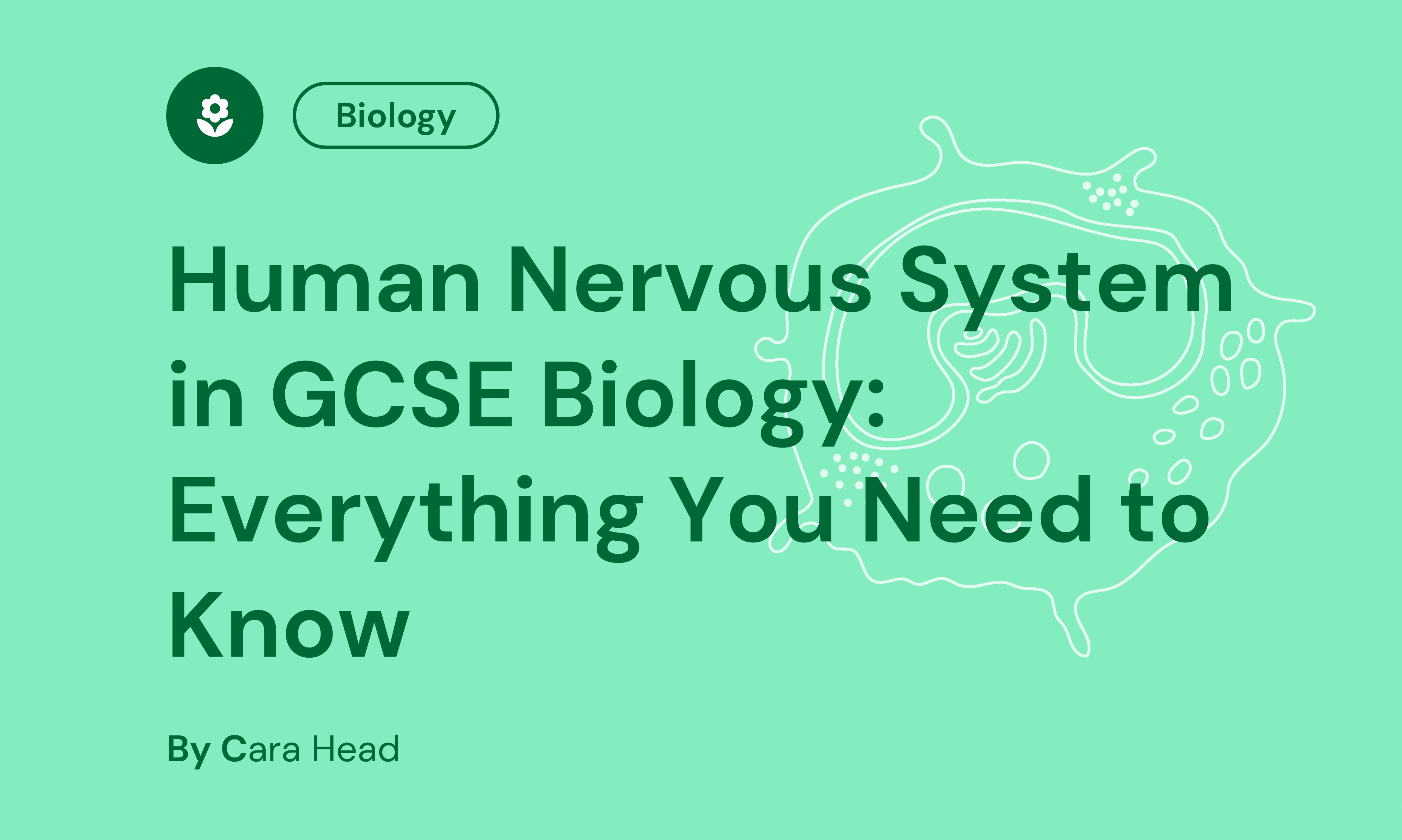 Human Nervous System in GCSE Biology: Everything You Need to Know