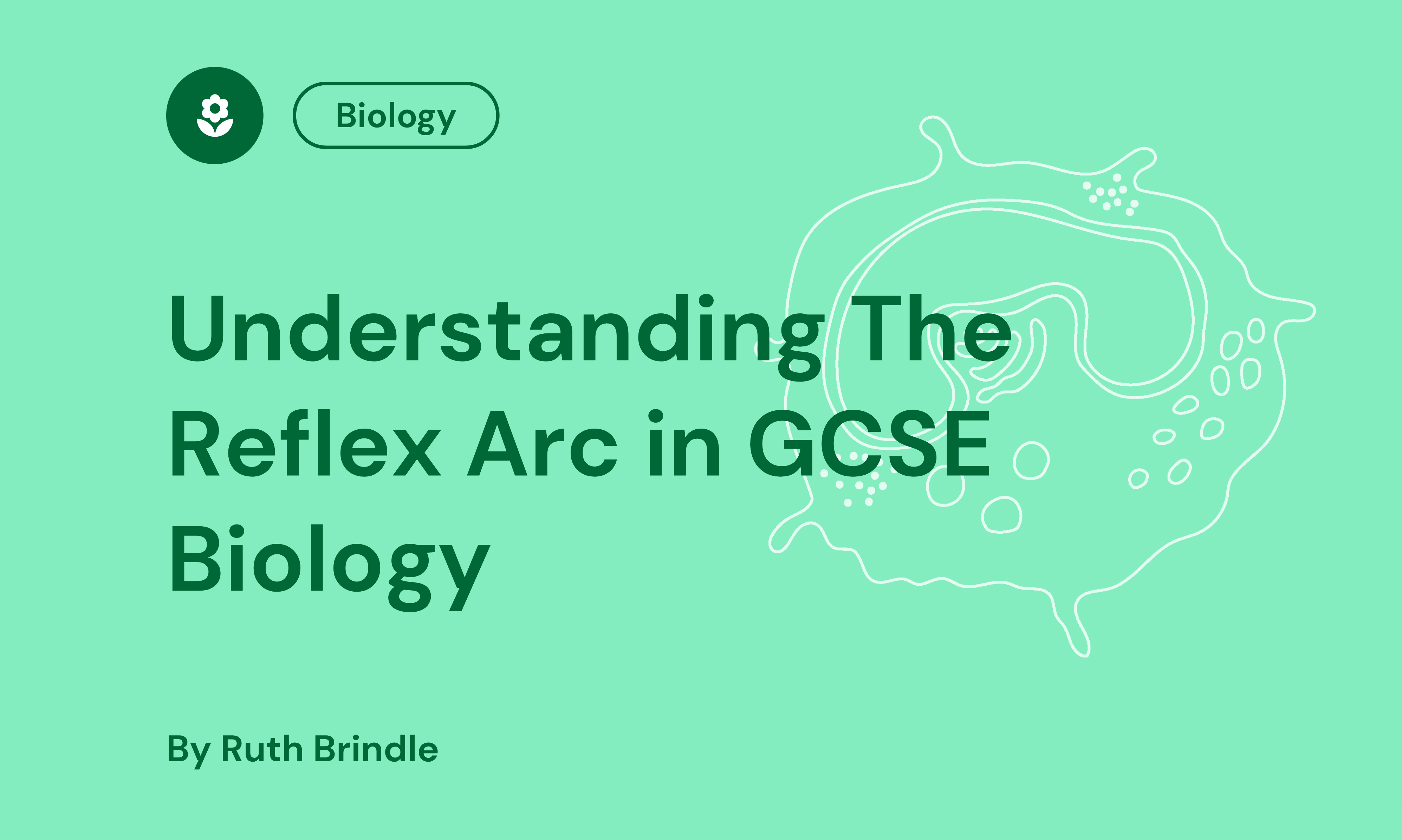 Understanding The Reflex Arc in GCSE Biology