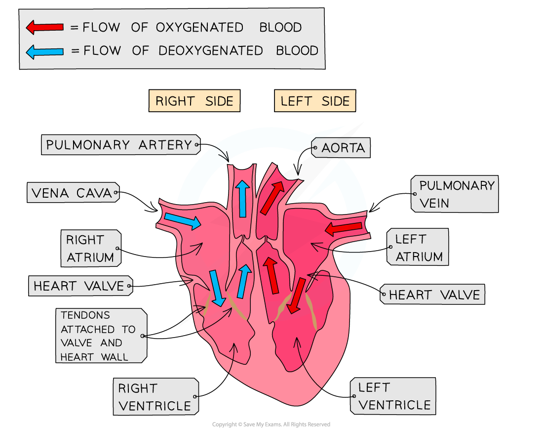 The Heart Labeled Diagram Gcse