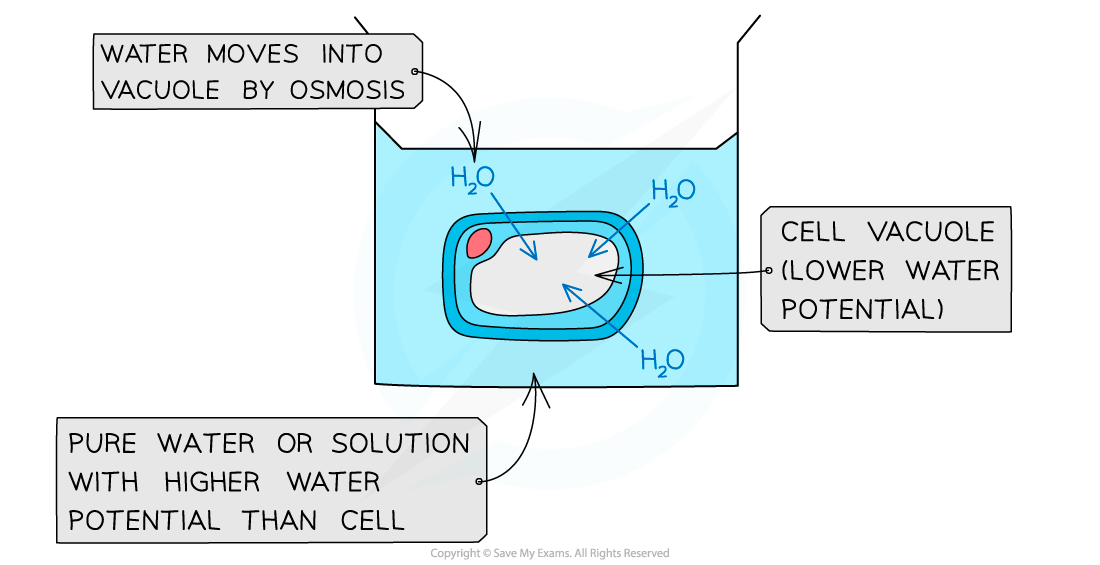 Osmosis In Plants Diagram