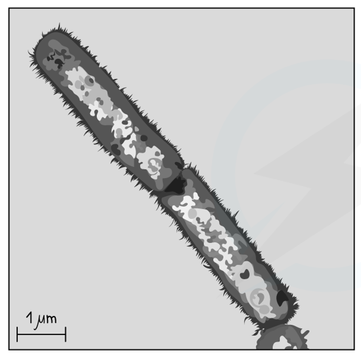 How To Measure Cells Under A Microscope