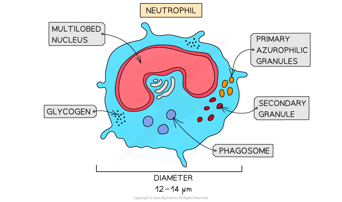 Neutrophils Diagram Simple