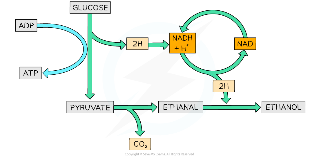 What Is Anaerobic Respiration The Definitive Guide Biology Online