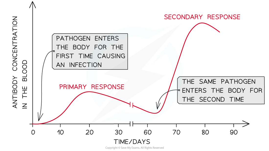 Response Biology Term